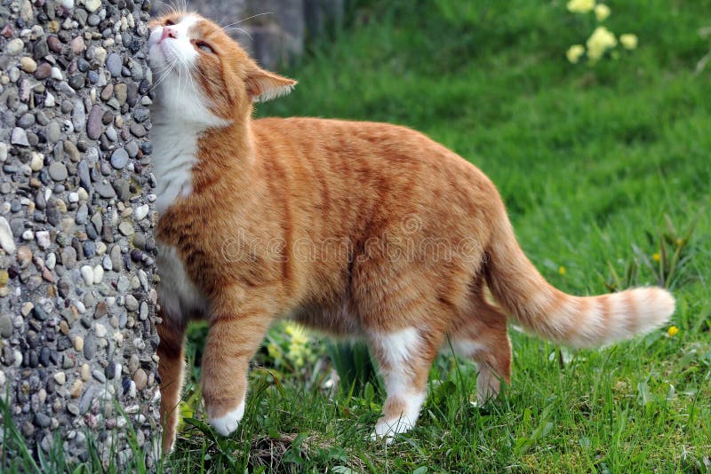 Die rote Katze stockfoto. Bild von schönheit, zinsen - 25620938