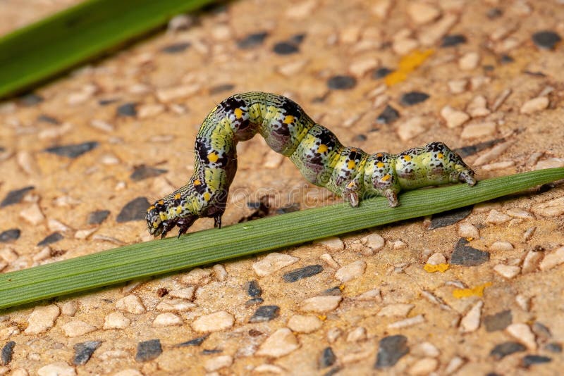 Die rups eet een blaadje stock foto. Image of dieren - 205055562