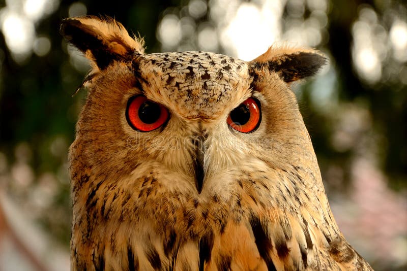 Die schönen Augen der Eule stockbild. Bild von tier, wildnis - 44797385