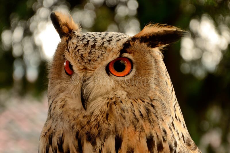 Die schönen Augen der Eule stockbild. Bild von tier, wildnis - 44797385