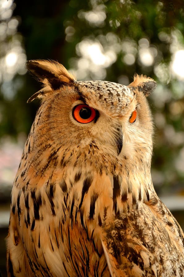 Die schönen Augen der Eule stockbild. Bild von tier, wildnis - 44797385