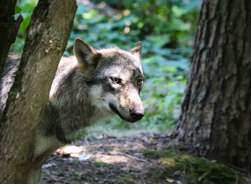 Der Wolf Canis Lupus-, Alias Grauer/Grauewolf, Der Timberwolf Oder Der ...