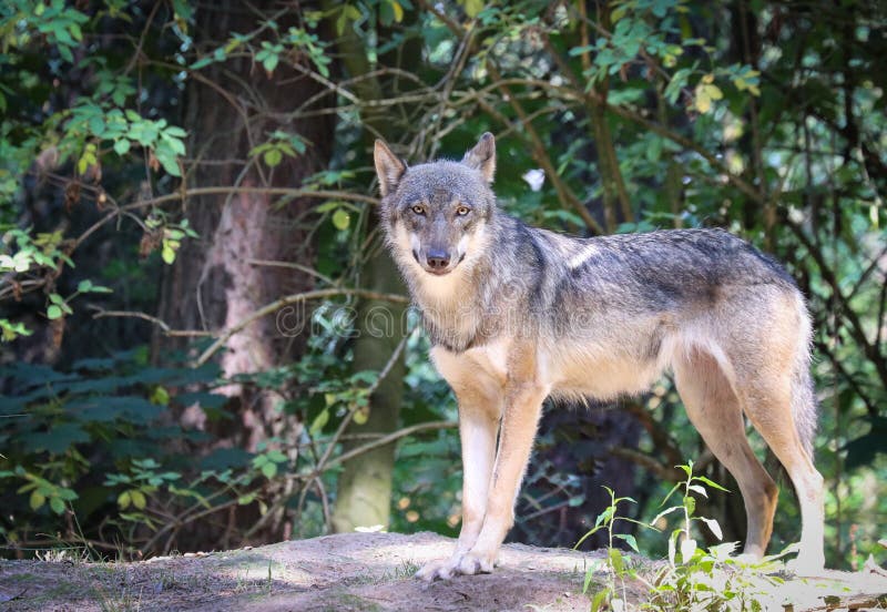 Der Wolf Canis Lupus-, Alias Grauer/Grauewolf, Der Timberwolf Oder Der ...