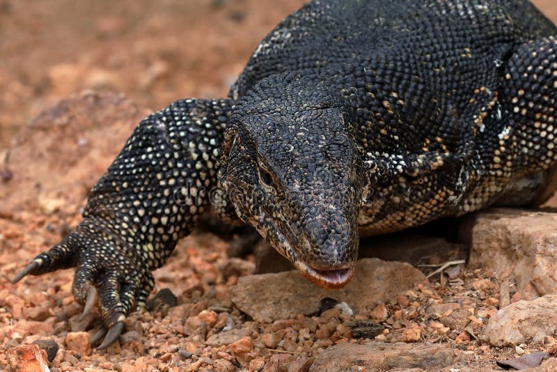 Die Schleppangel Waran Oder Wasserdrache in Sri Lanka Stockbild - Bild ...