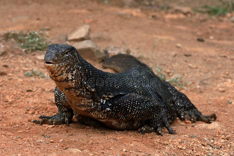 Die Schleppangel Waran Oder Wasserdrache in Sri Lanka Stockbild - Bild ...