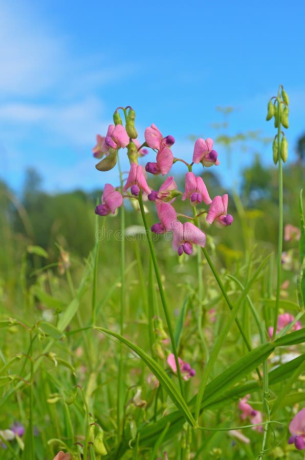 Blumen Der Edelwicke (Lathyrus Odoratus) Stockfoto - Bild von leuchte ...