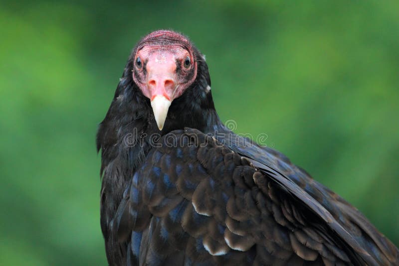 Die Türkei-Geier stockbild. Bild von krähe, bussard, truthahn - 26035599