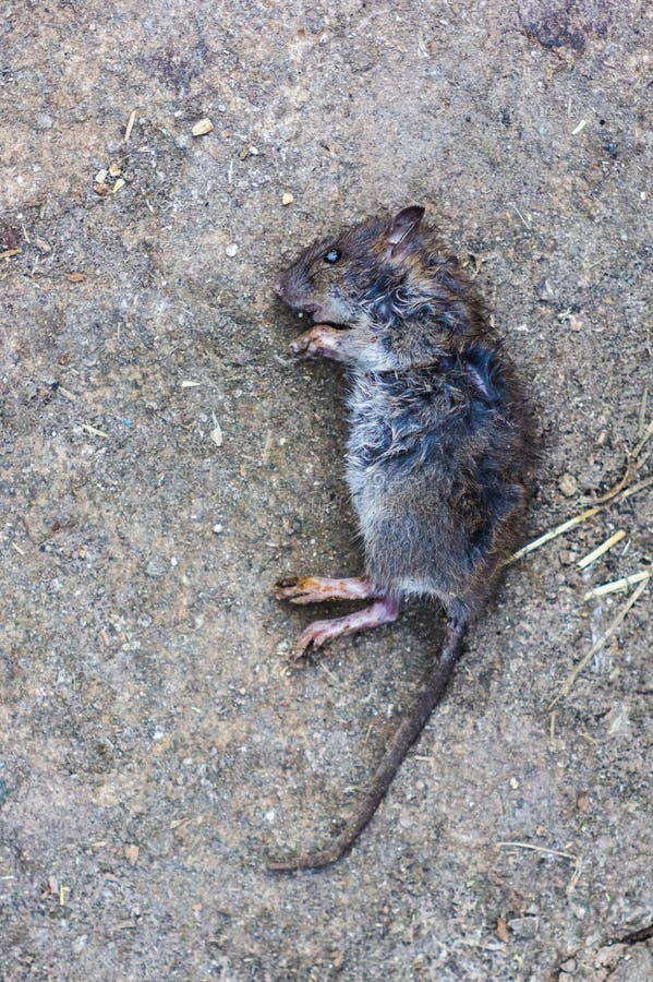 Die Tote Ratte Liegt Aus Den Grund Stockfoto - Bild von bauch, nagetier ...