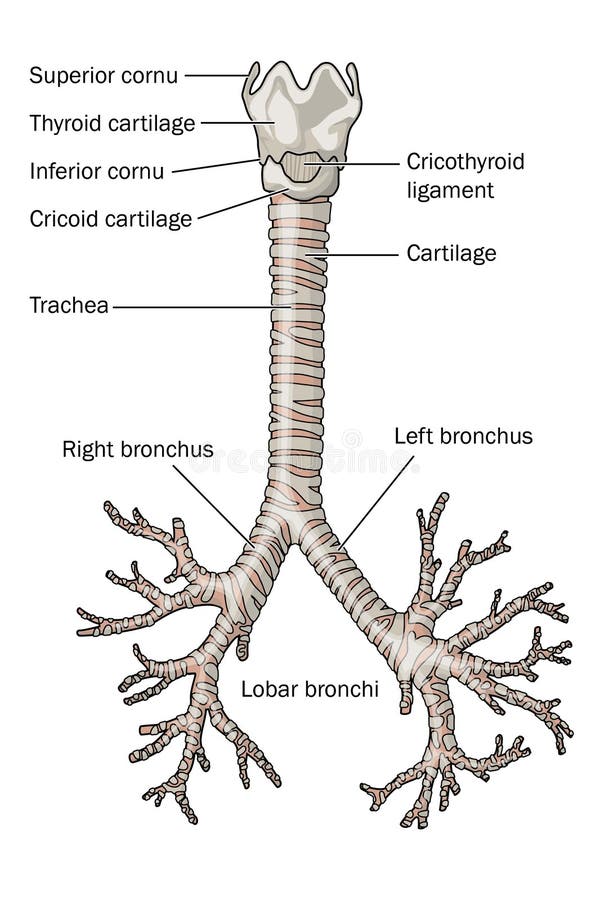 Trachea Stock Illustrationen, Vektoren, & Kliparts - 12,222 Stock ...