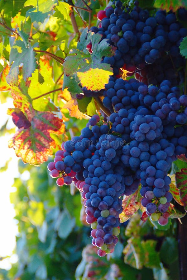 Die Traube Der Alte Rebe Im Sonnenuntergang Stockfoto - Bild von wein ...