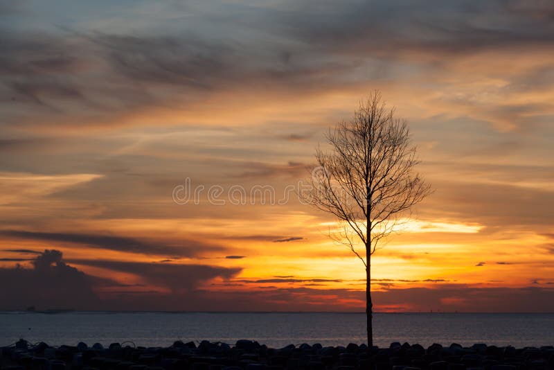 View Beautiful Die Tree in Sunset Sea Landscape Background,Silhouette ...