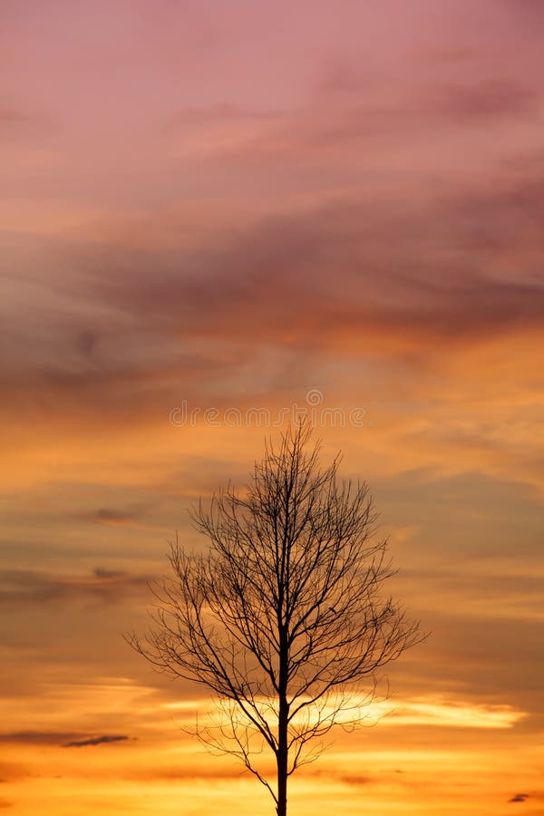 Die Tree in Sunset,sunrise,twilight,evening Background,Silhouette Style ...