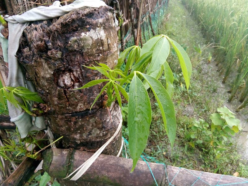 The die tree stock image. Image of trees, leafits, looking - 98085463