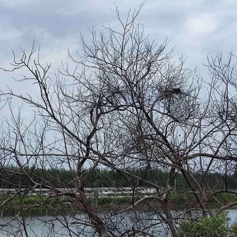 Ice on a Twigs Near Lake Close Up and Beautiful Bokeh Stock Photo ...