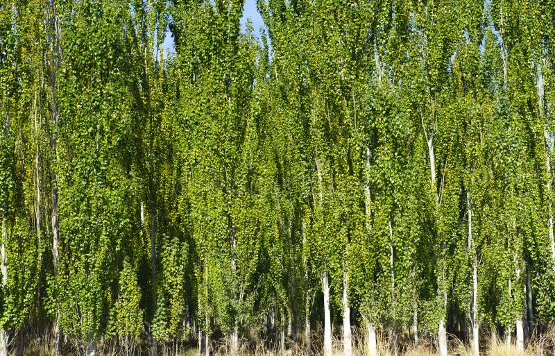 Flaum Der Weißen Pappel in Der Blüte Stockfoto - Bild von laub, hoch ...