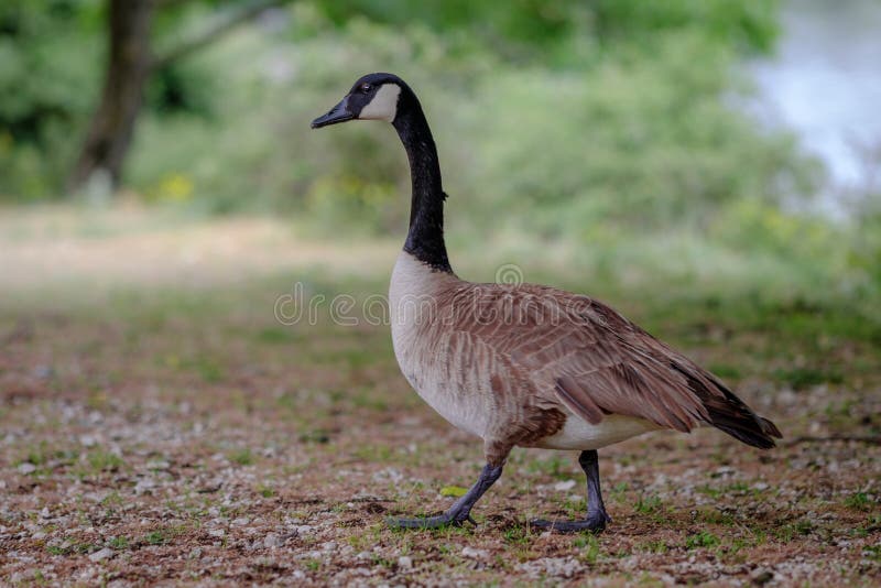 Die wilde Gans stockbild. Bild von akazie, zunächst - 119048541