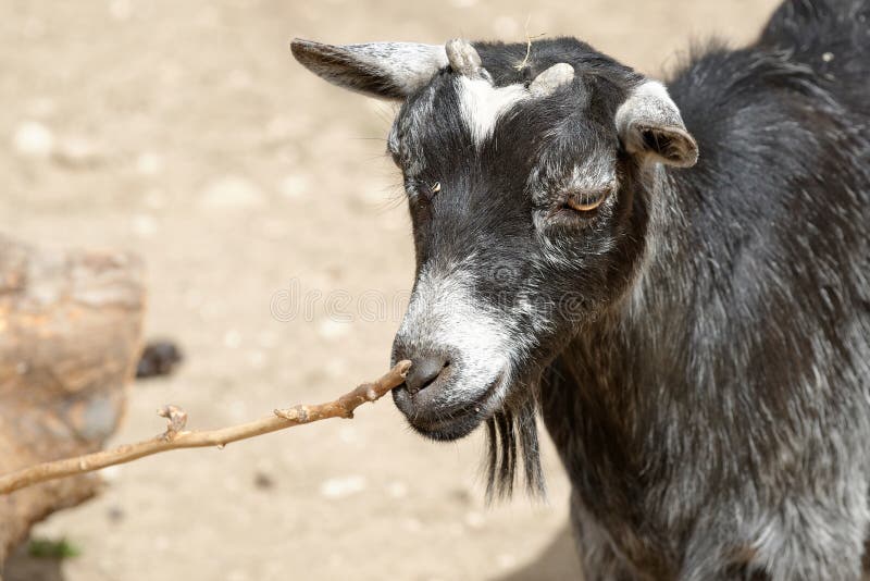 Die Ziege stockbild. Bild von ziege, bewirtschaften, säugetier - 55019681