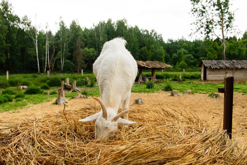 Die Ziege stockfoto. Bild von öko, gras, gesund, nave - 57602454