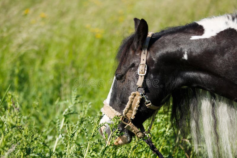 Zigeuner Mit Einem Pferd Auf Dem Gebiet Im Sommer Stockfoto - Bild von ...