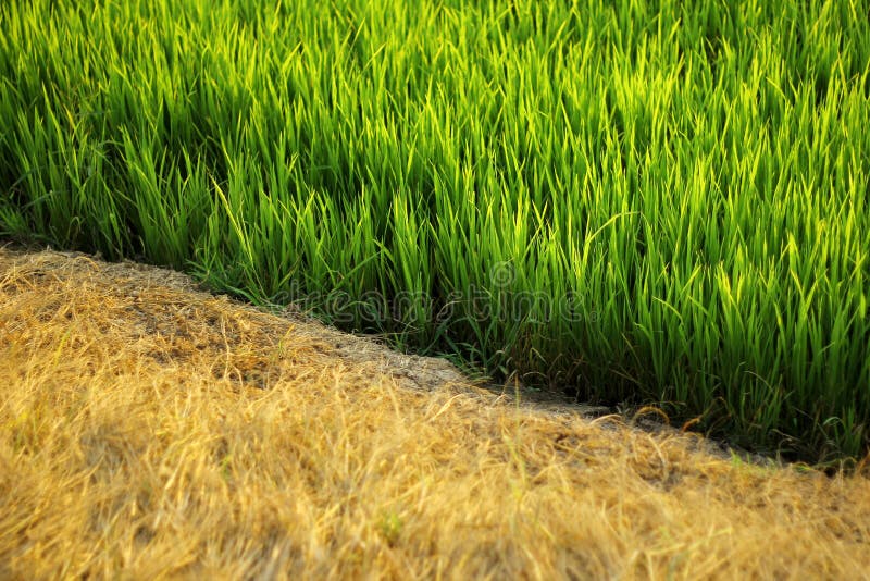 Died Yellow Grass and Green Rice Plants Stock Image - Image of rice ...