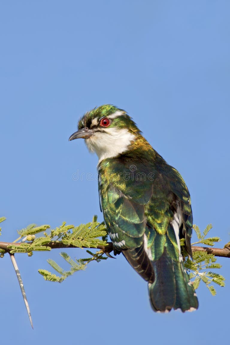 Diederik Cuckoo Bird Stock Photos - Free & Royalty-Free Stock Photos ...