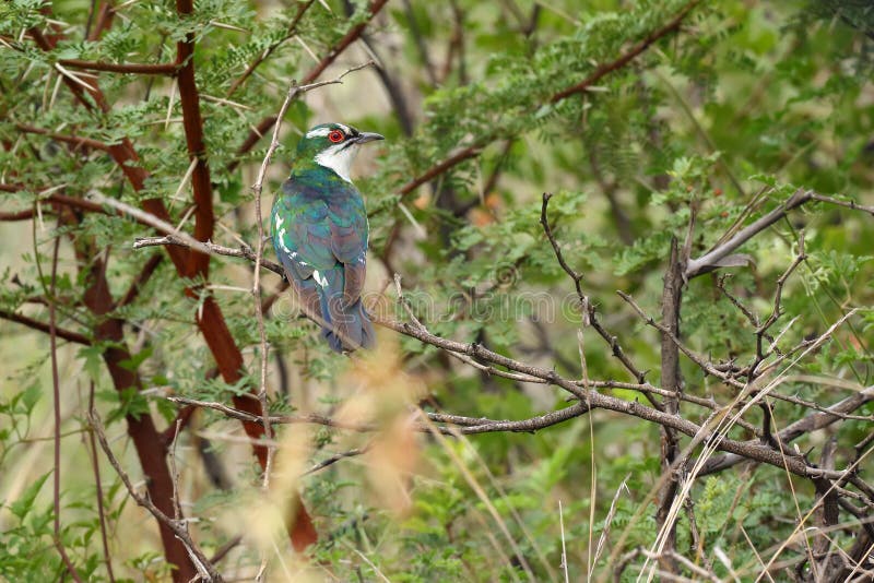 The Diederik Cuckoo Chrysococcyx Caprius, Formerly Dideric Cuckoo or ...