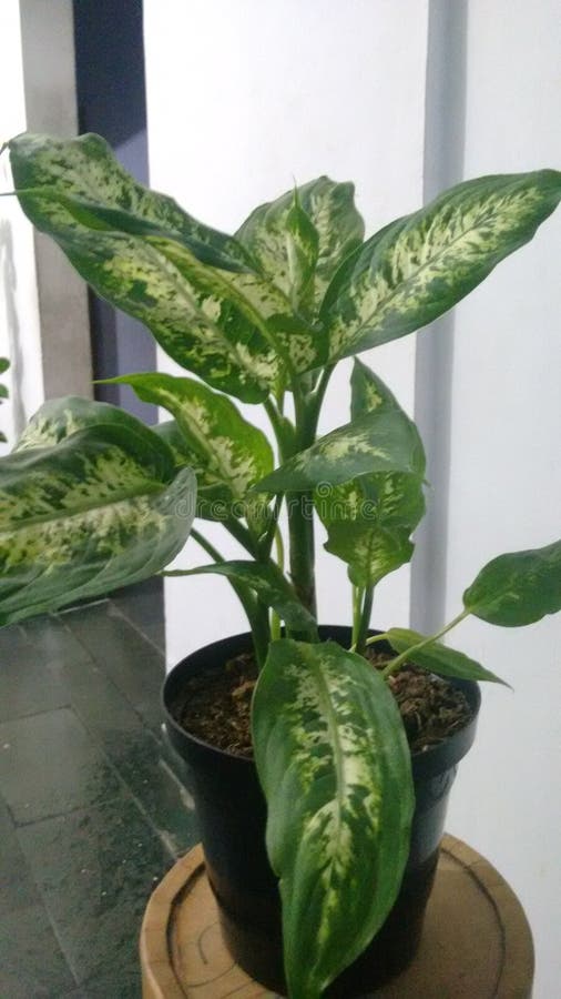 Dieffenbachia imagem de stock. Imagem de nave, planta - 101367905