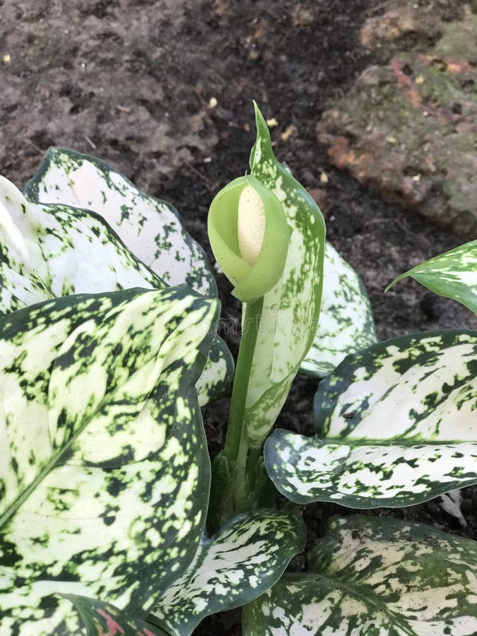 Dieffenbachia Or Dumb Cane Flower. Stock Image - Image of ecology ...