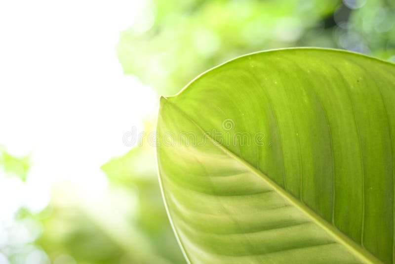 Dieffenbachia End of Leaf Green Stock Photo - Image of black, evergreen ...