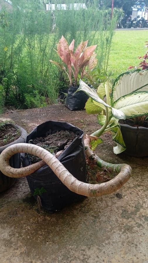 Dieffenbachia Flower Stems are Very Unique Stock Photo - Image of stems ...