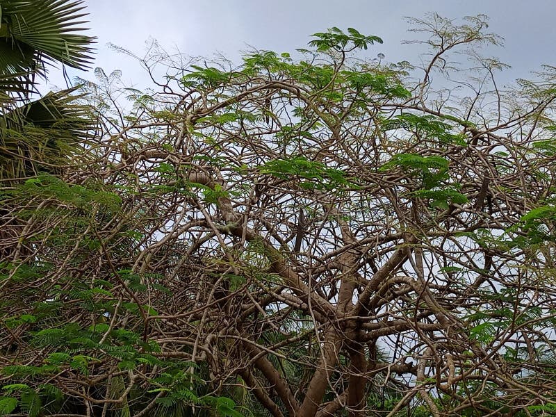 The Dieing but Living Beautiful Tree ???? Stock Photo - Image of living ...