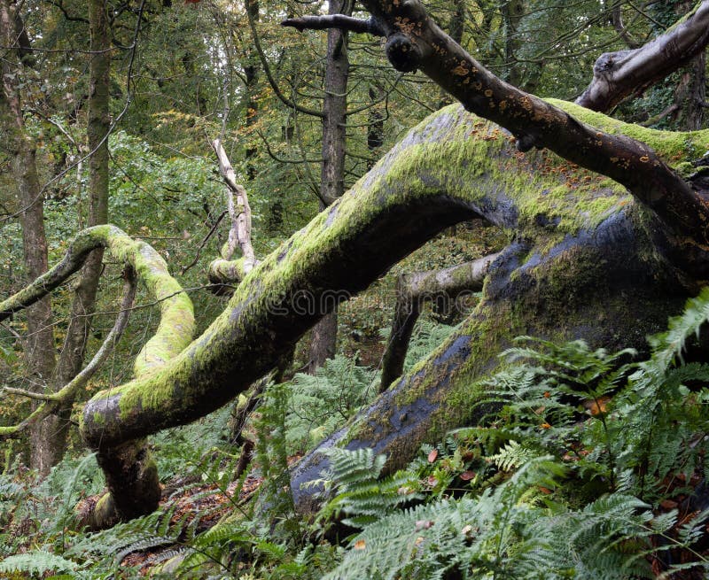 The dieing old limb stock image. Image of jungle, forest - 233527903