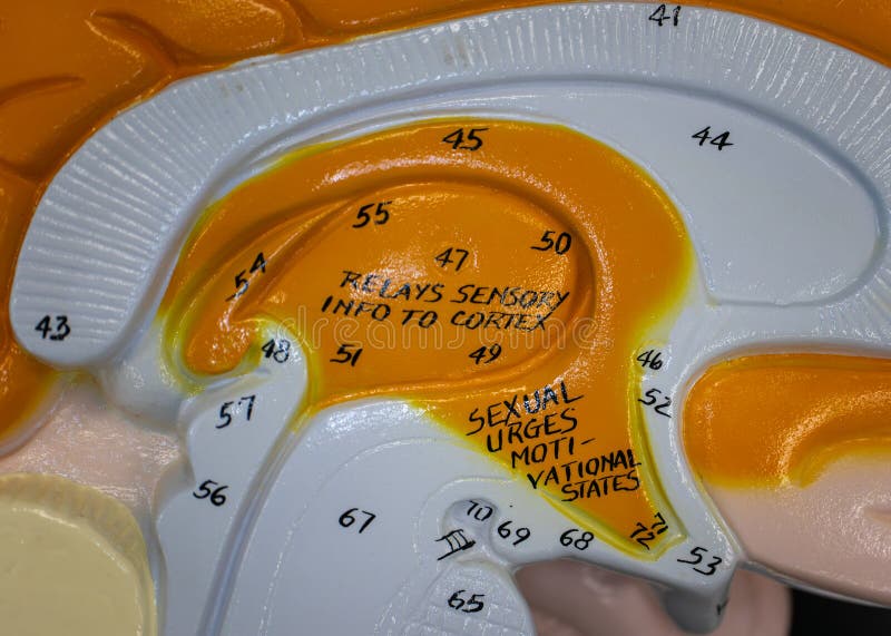 Diencephalon and Labeled Brain Structures in Anatomical Model Stock ...