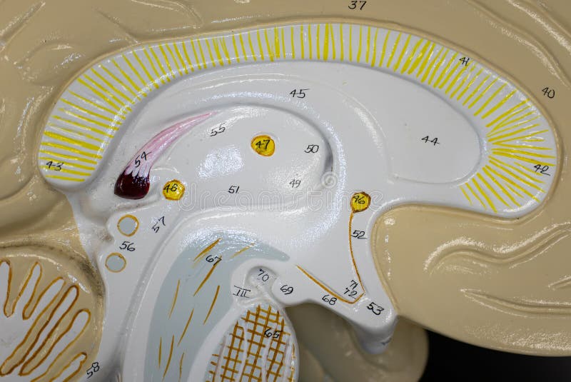 Diencephalon and Sagittal Brain View with Corpus Callosum Stock Image ...