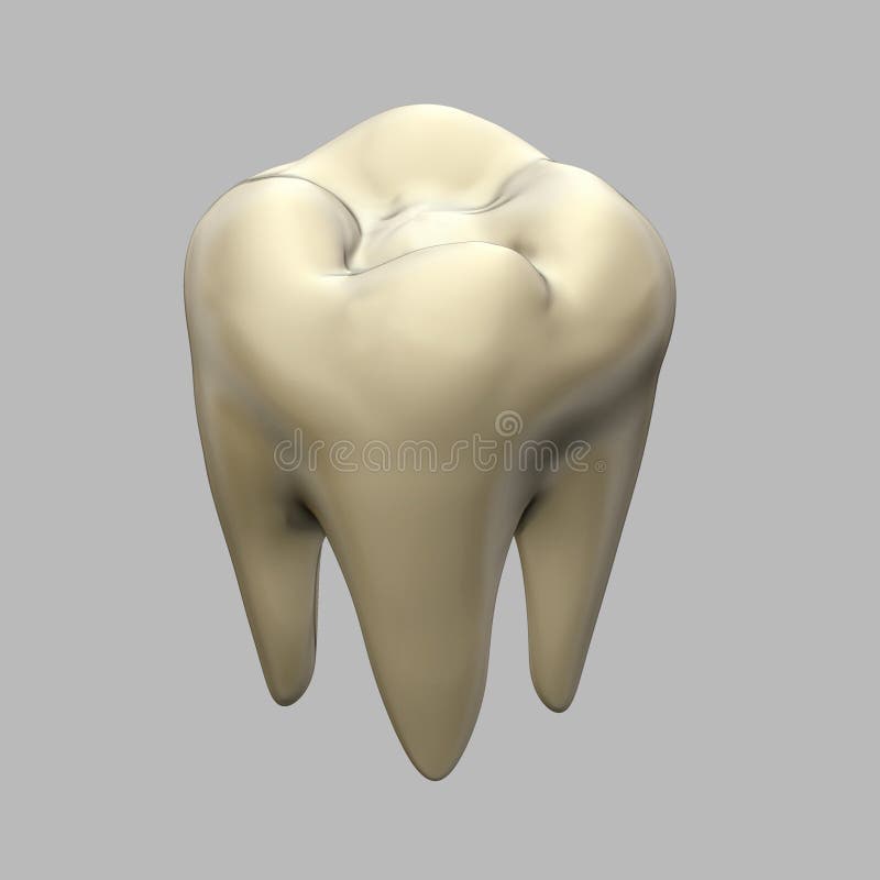 Imagen Permanente Del Incisor Central Superior Tooth 3d De La Anatomía ...
