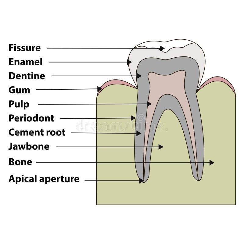 Diente de la estructura ilustración del vector. Ilustración de oral ...