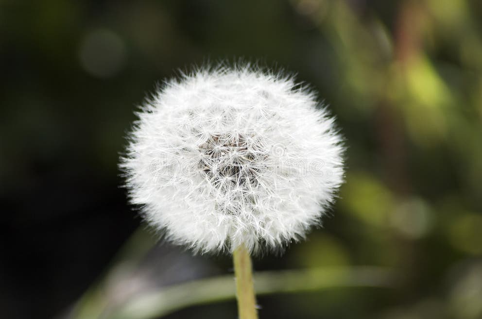Diente de león foto de archivo. Imagen de fondo, macro - 1305998