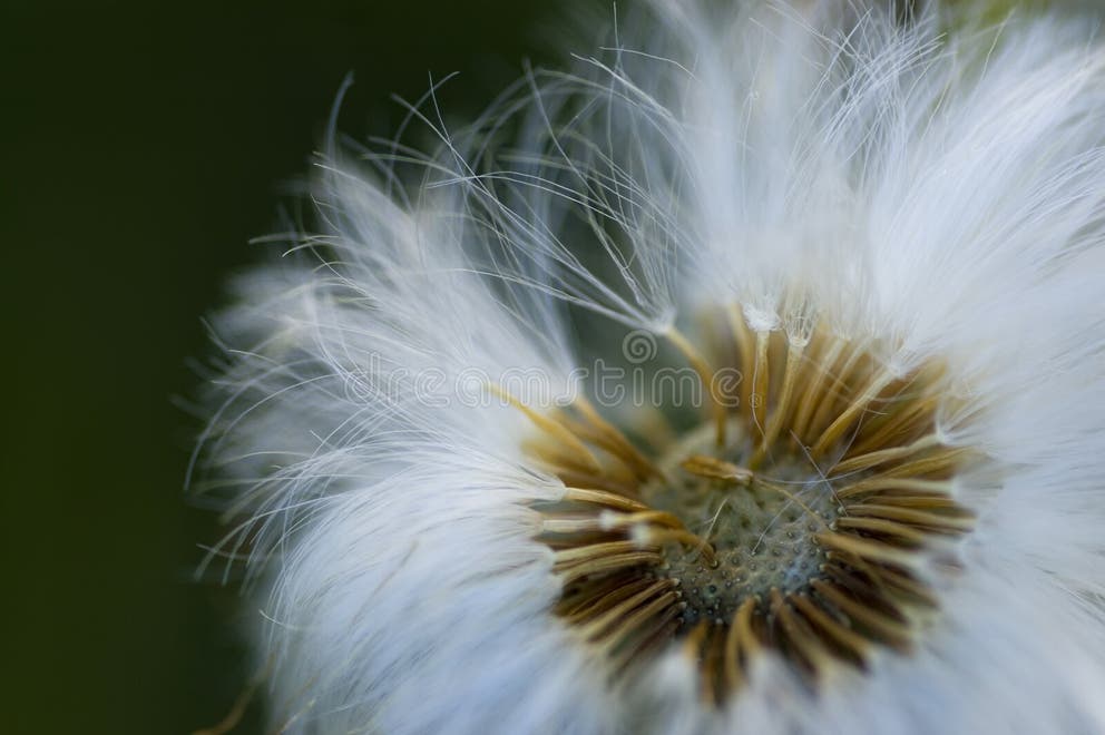 Diente de león imagen de archivo. Imagen de cubo, soplando - 19420221