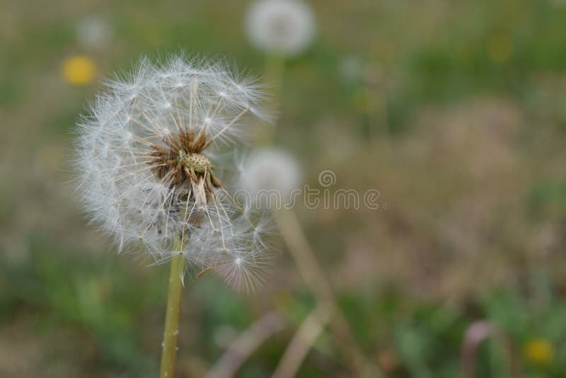 152 Flores Incompletas Fotos - Libres de Derechos y Gratuitas de Dreamstime