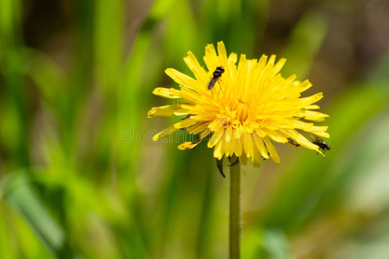 Golden Dandelion Bloom in Early Spring Light Stock Photo - Image of ...