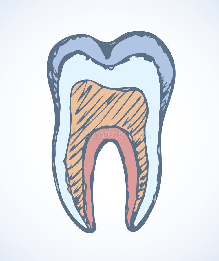 Diente Gráfico del vector ilustración del vector. Ilustración de ...