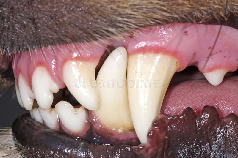 Dientes de perro (26) imagen de archivo. Imagen de mordaz - 35269611