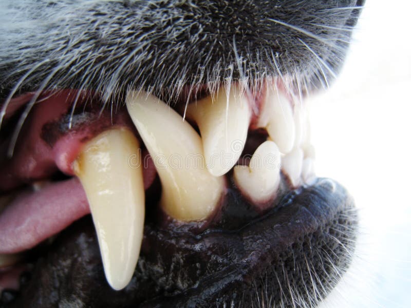 Dientes de perro (26) imagen de archivo. Imagen de mordaz - 35269611
