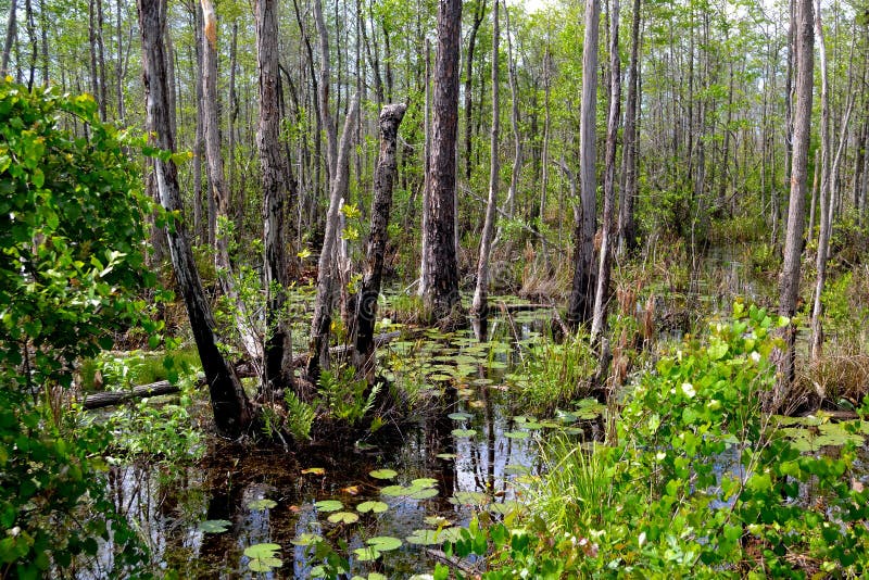 Moeras En Moeras - Landschap Stock Foto - Image of installaties, groen ...