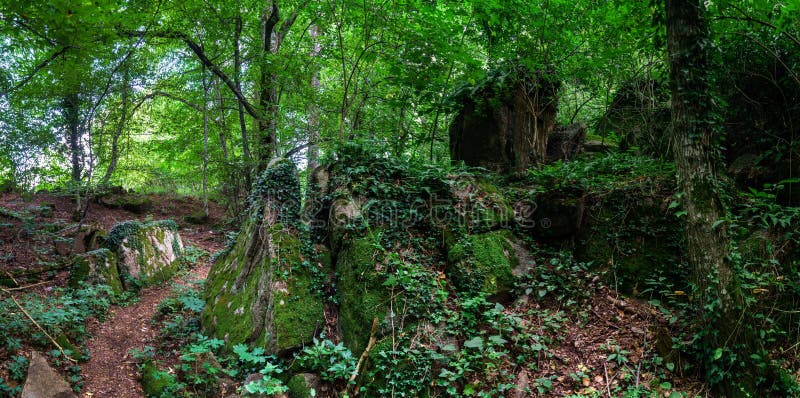 Diep Wild Bos Met Stenen in De Elzas Stock Foto - Image of zomer ...