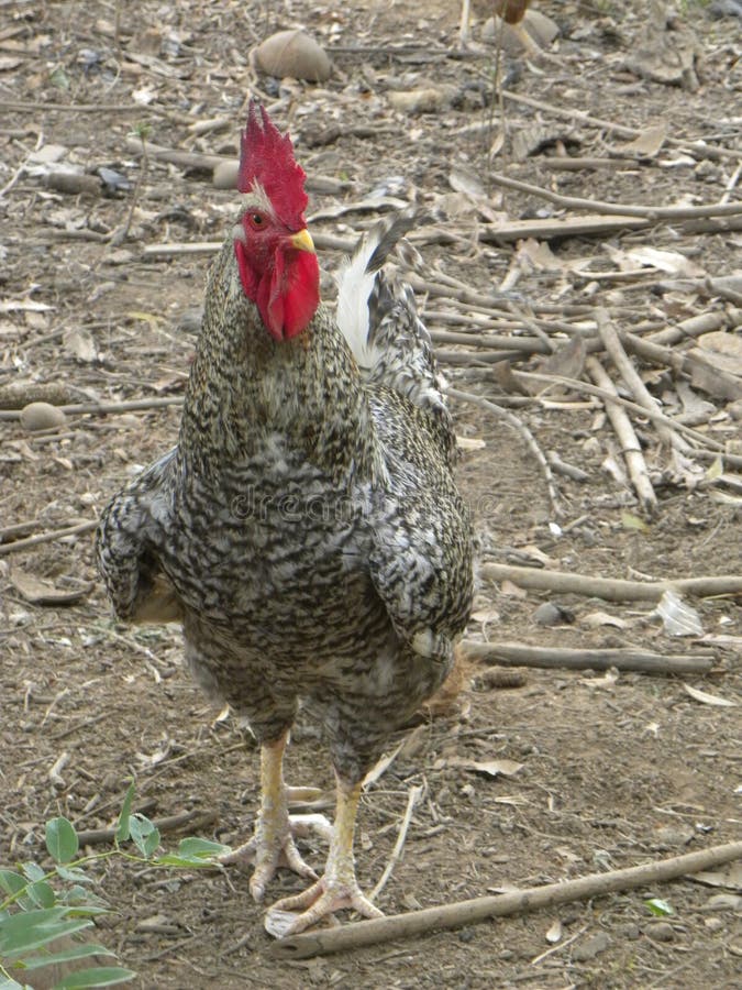 Dier stock foto. Image of uitziend, knap, haan, zwart - 115910684