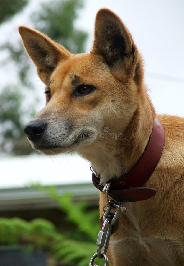 Dier - dingo stock foto. Image of rood, jager, wolfszweer - 227688