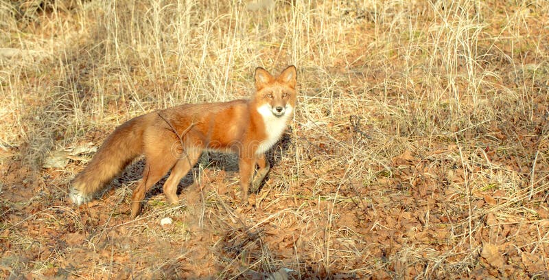 Dier de Vos in hout stock afbeelding. Image of oriëntatiepunt - 46415869