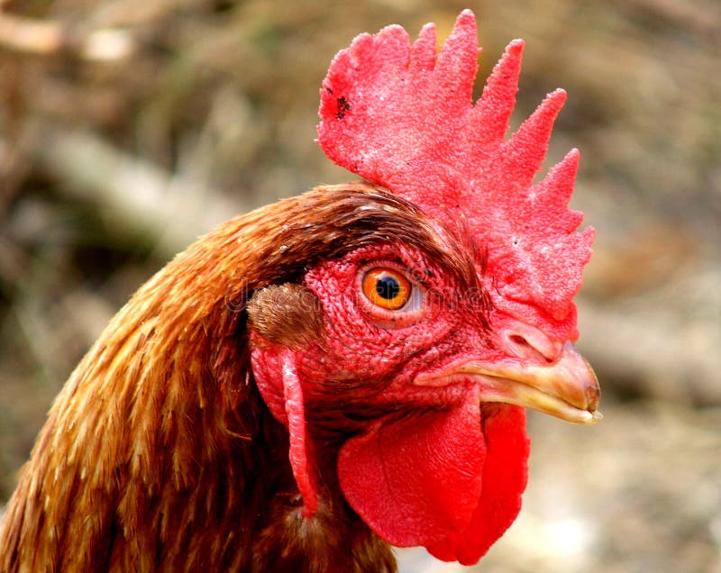 Dier - kip stock afbeelding. Image of veer, kuiken, dier - 197453