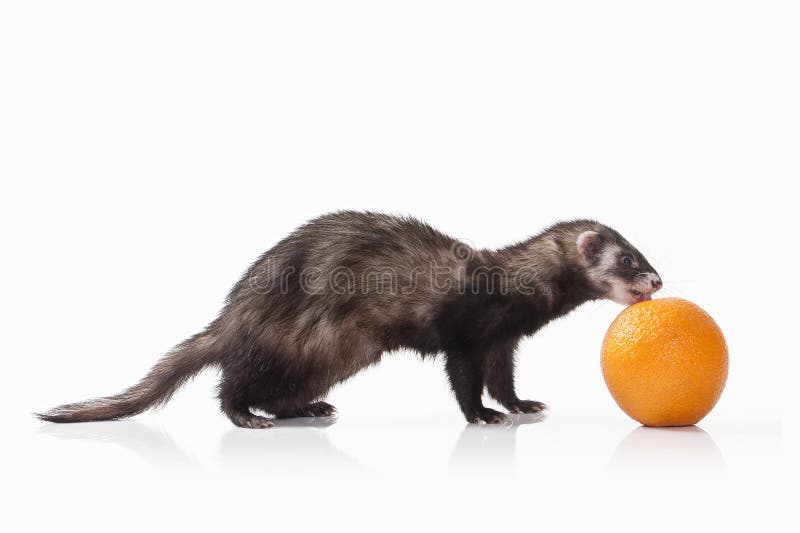 Dier Oud Fret Op Witte Achtergrond Stock Afbeelding - Image of ...